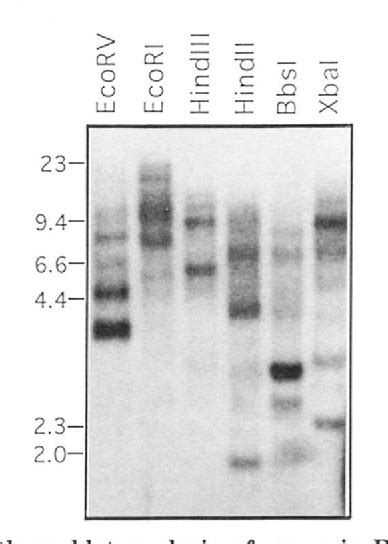 Figure 5 From Isolation And Characterization Of Cdna Clones Encoding Jacalin Isolectins
