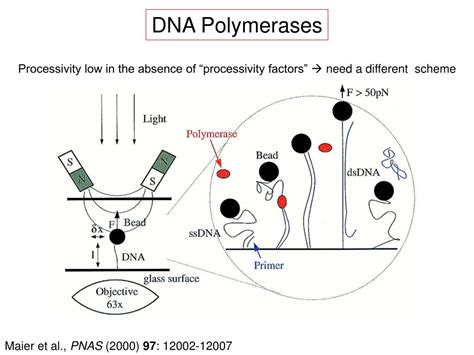 Ppt Single Molecule Detection Of Dna Transcription And Replication Powerpoint Presentation
