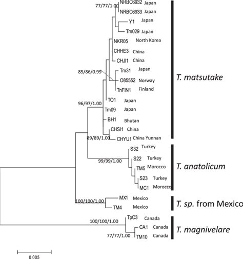 Ml Tree Obtained Through Analyses Of Combined Datasets Its Its1 58s