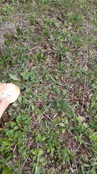 სოკოს სეზონი მოვიდა🍄🍄🍄😍 Youtube