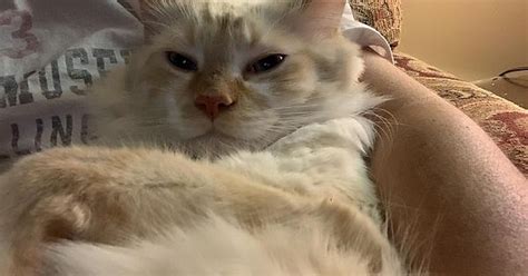 Hamlet Album On Imgur