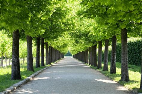Tree Lined Path Landscaping Photo Premium Ai Generated Image Tree Lined Path Landscaping Photo Premium Ai Generated Image