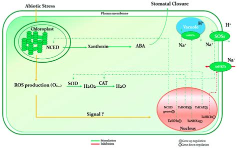 Conceptual Illustration Highlighting The Effect Of Seaweed Extract On Download Scientific