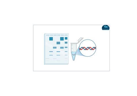 High Range Dna Ladder Glycotech Corporation