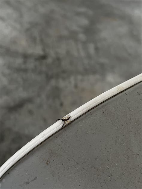 What Bug Is This Sw Tx Rwhatsthisbug What Bug Is This Sw Tx Rwhatsthisbug