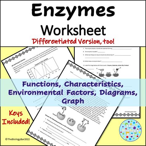 Enzyme Practice Worksheet Characteristics Functions And Environmental