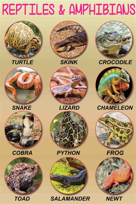 Pictures Of Reptiles With Names
