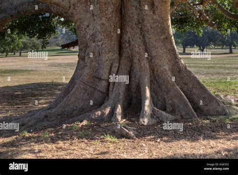 Fluted Base Of A Large Ficus Sycomorus Tree Trunk Stock Photo Alamy