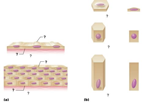 Classification Of Epithelia Diagram Quizlet