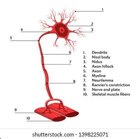 Infographics Scheme Structure Neural Connections Human Stock Vector Royalty Free 1398225071