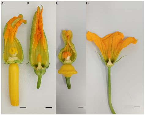 Efficient Methods For Evaluation On Ploidy Level Of Cucurbita Pepo L
