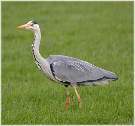 Heron Free Stock Photo - Public Domain Pictures