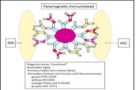 Paramagnetic Immunobead Primary And Secondary Igg Antibodies Download Scientific Diagram