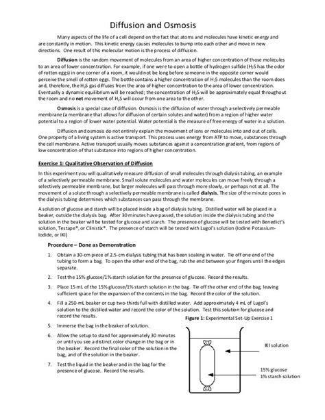 Diffusion And Osmosis Beaker Worksheet Answer Key