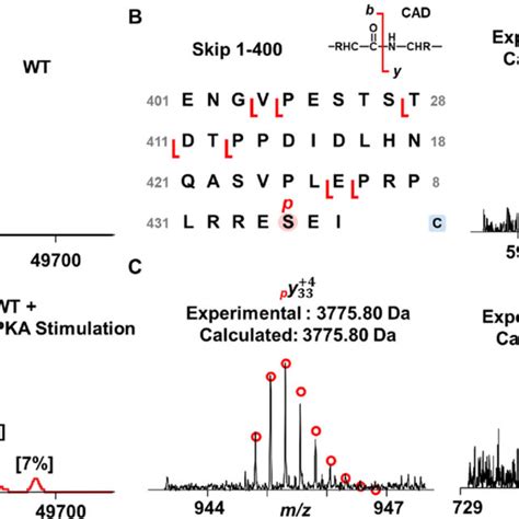 Top Down Proteomics Of Kir2 1 Wt Using Online Rplc−ms Ms A Download Scientific Diagram
