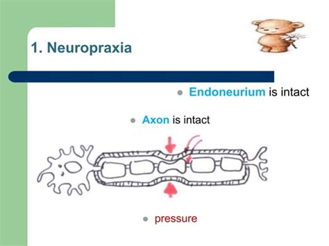 Introduction To Periphral Nervous Sys Ppt