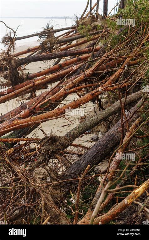 The Storm At Sea Trees Felled By The Hurricane Destruction Of A Pine Forest Stock Photo Alamy