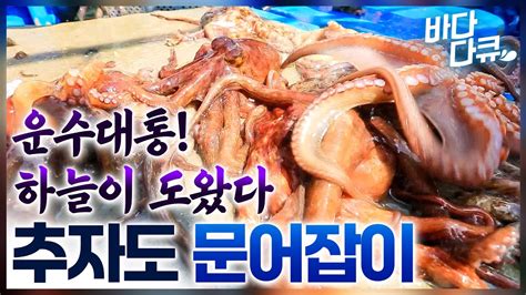 항아리 700개 바다에 던져놨더니 알아서 잡혀주는 고마운 문어떼 추자도 문어잡이 바다다큐 Youtube