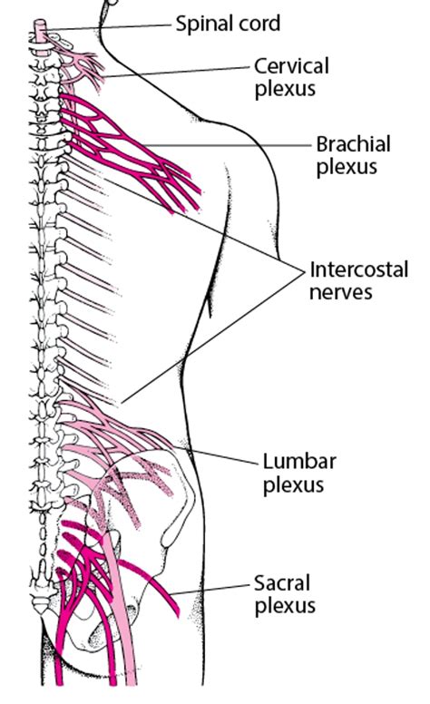 Brachial Plexus And Lumbosacral Plexus Disorders Neurologic Disorders
