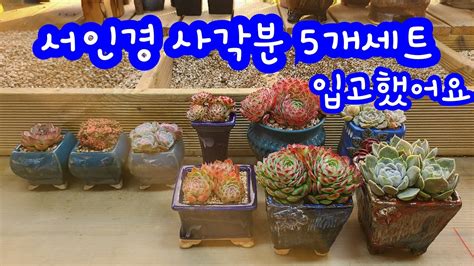 서인경 사각분 입고 샤를로즈 분갈이 Youtube