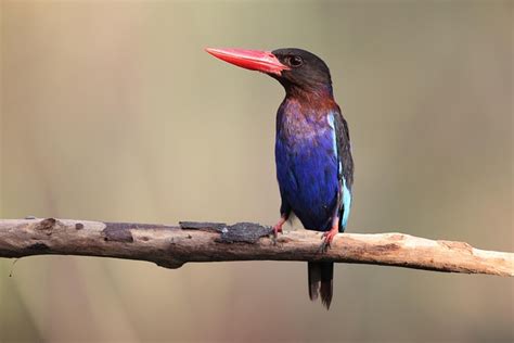 3 000 free java programming and programming images pixabay