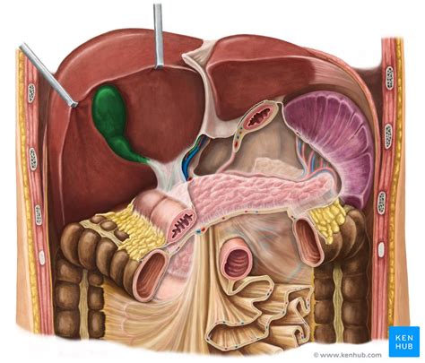 Gallbladder Function Anatomy And Histology Kenhub