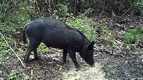 Feral pigs Victoria: Conservation Ecology Centre, Parks Victoria manage Otways threat | Geelong ...