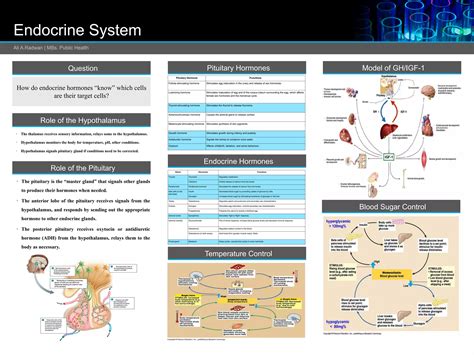 Endocrine System Pdf Endocrine And Metabolic Diseases Diseases And Conditions