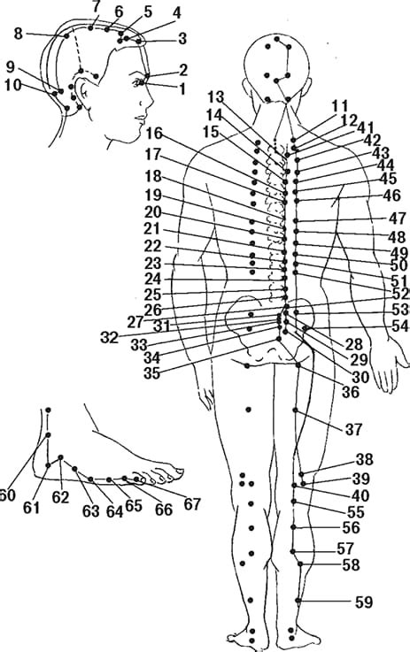 The Bladder Meridian V And Its Finctions Bion X