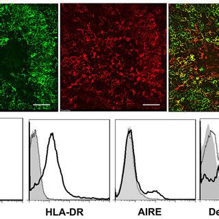 ESC TEPs Develop Into TECs And Form A Thymic Architecture In Vivo Download Scientific Diagram
