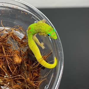 도마뱀 게코 도마뱀 해운대 종합파충류샵 렙토날드