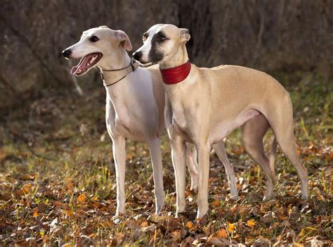 Whippet Dog Breed Information And Characteristics Furlyfe