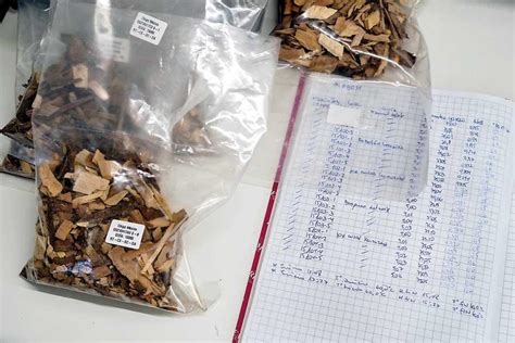 Lankaweb This Rare Tree Is Making Covid 19 Vaccines