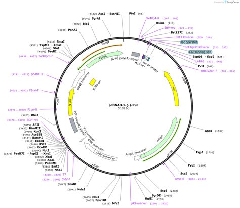Addgene Pcdna3 1 Pur