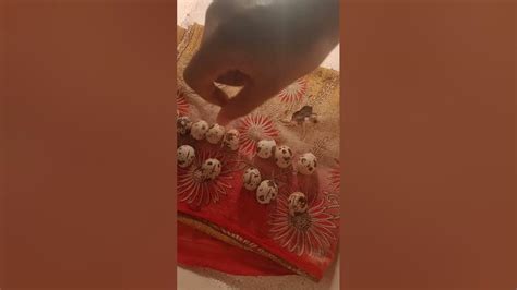 দেশি ফাওমি টাইগার কোয়েল নিয়ে কাজ করি আমাদের কাছে সকল পাখি মুরগি পাবেন Youtube