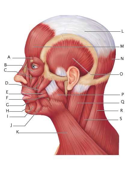 The Ultimate Guide To Acing Your Anatomy Lab Practical Exam