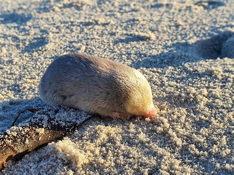 The Extinct Golden Mole Was Rediscovered After 86 Years Ashbydodd
