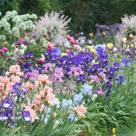 Iris Bloom Season Iris Garden Tour Iris Garden Iris Farms Bloom