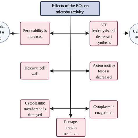 Impact Of Essential Oils In The Microbial Fermentation Pathway In The Rumen Download