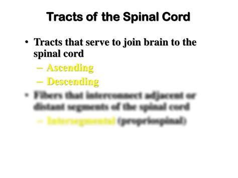 Solution Tractolgy Ascending Spinal Tracts Pathways Studypool