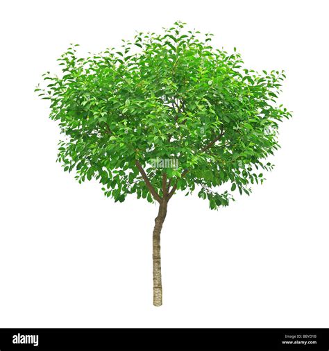 Tree Large Canopy High Resolution Stock Photography And Images Alamy