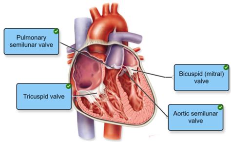 Chapter 19 The Heart Flashcards Quizlet