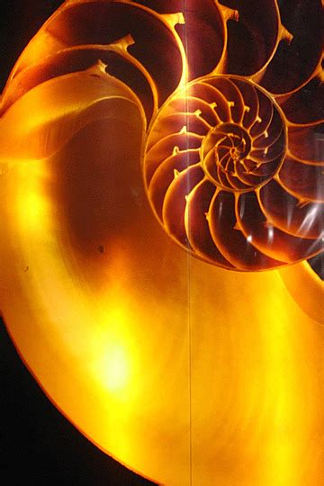 Shell Sea Small Shell Underwater Photo Background And Picture For Free Download Pngtree