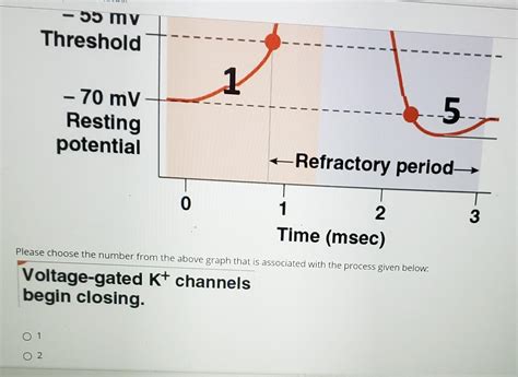 Solved Action Potential Depolarization Repolarization 30