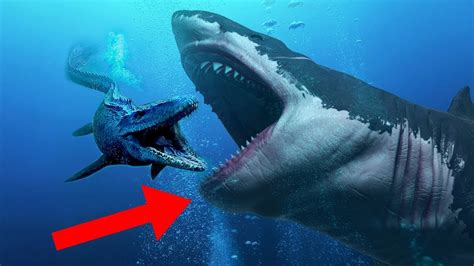 Megalodon Shark