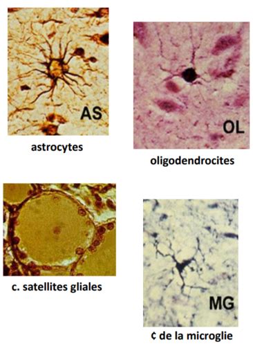 Les Cellules Gliales Cartes Quizlet