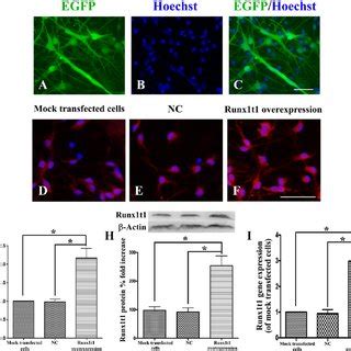 Efficiency Of Small Interfering RNA Mediated Runx T Knockdown After Download Scientific