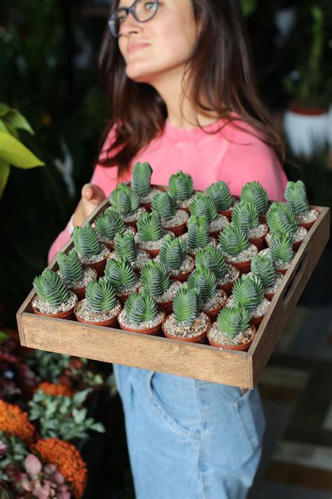 Крассула Храм Будды купить в Минске с доставкой | Cactus.by