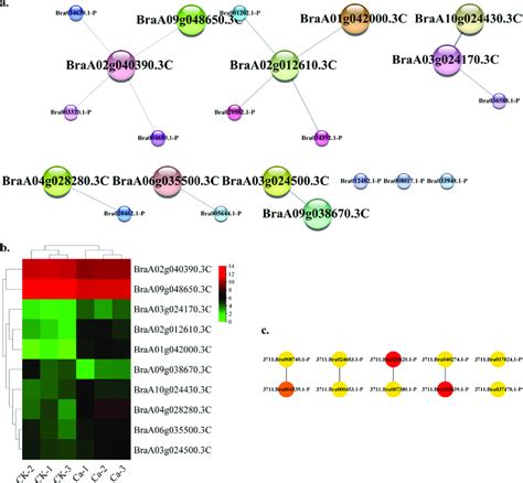 Protein Protein Interaction Ppi Analysis In Transcription Factor