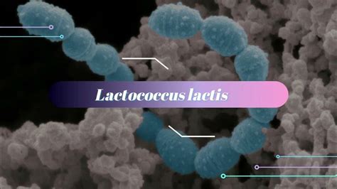 Microverse Project Lactococcus Lactis Youtube
